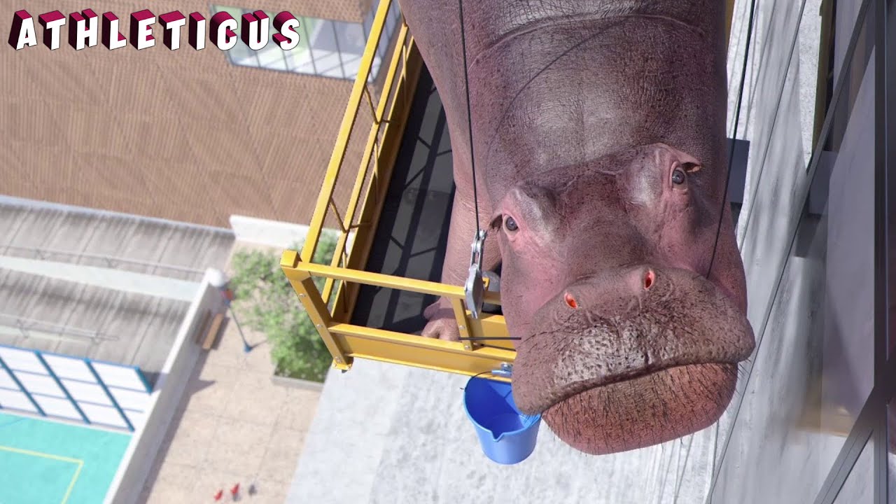 SEASON 3 High Risk 🦛 Athleticus | Sport animals | Cartoon in English ...