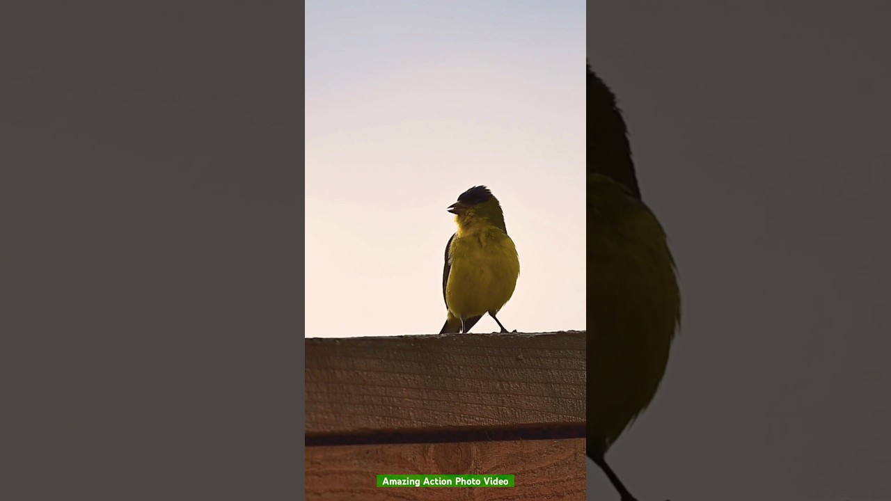 Yellow tweety bird makes my day#birds #wildlife #birdwatching # ...
