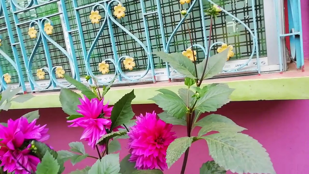 winter daleya flower in home - YouTube