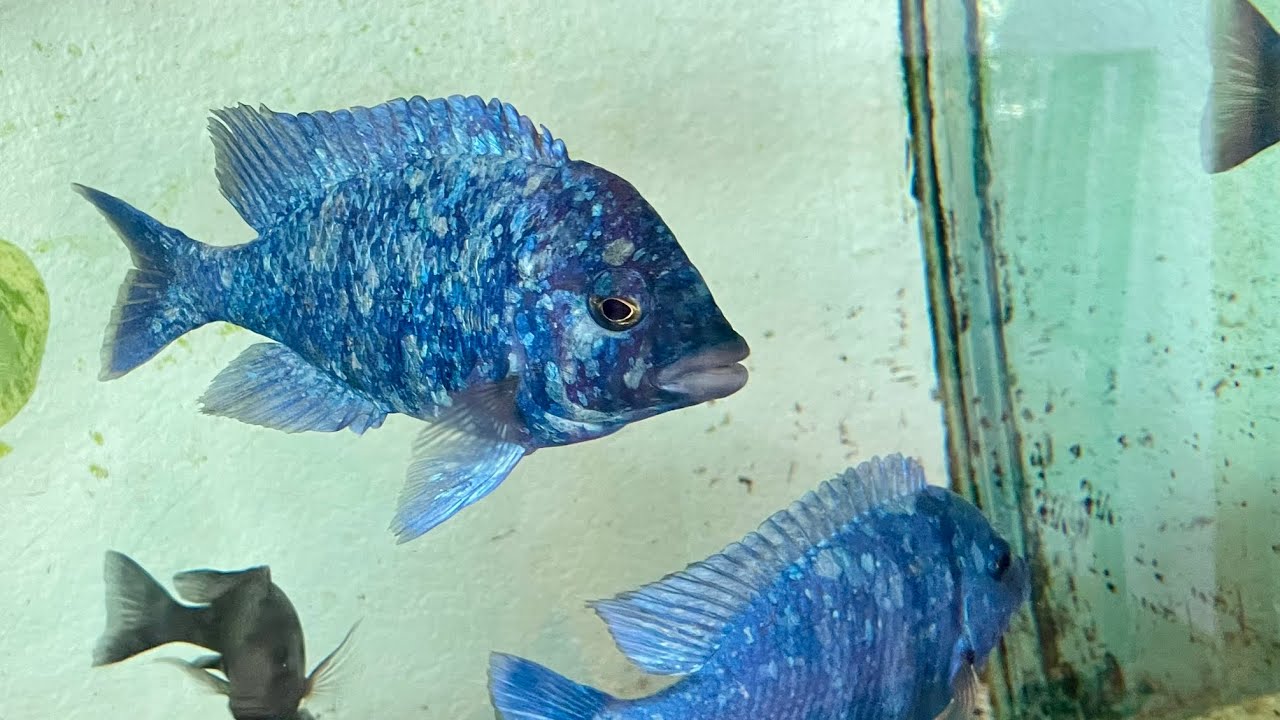 Star sapphire breeding update! Placidochromis Phenochilus Tanzania fish ...
