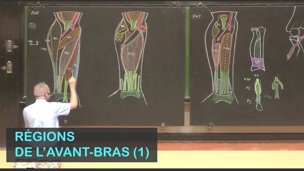 Anatomie des régions de l'avant-bras 1 (Membre supérieur 11) - YouTube