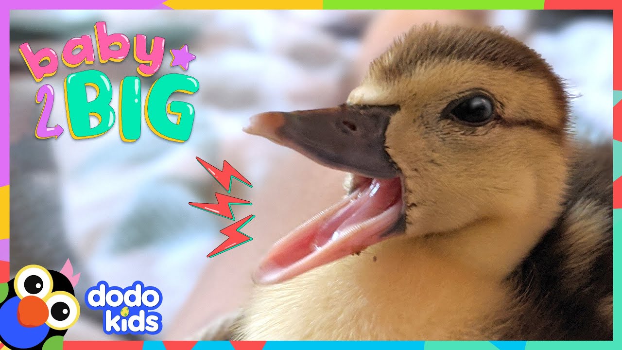 Watch This Duck Hatch From Her Egg And Grow SO BIG! | Dodo Kids | Baby ...