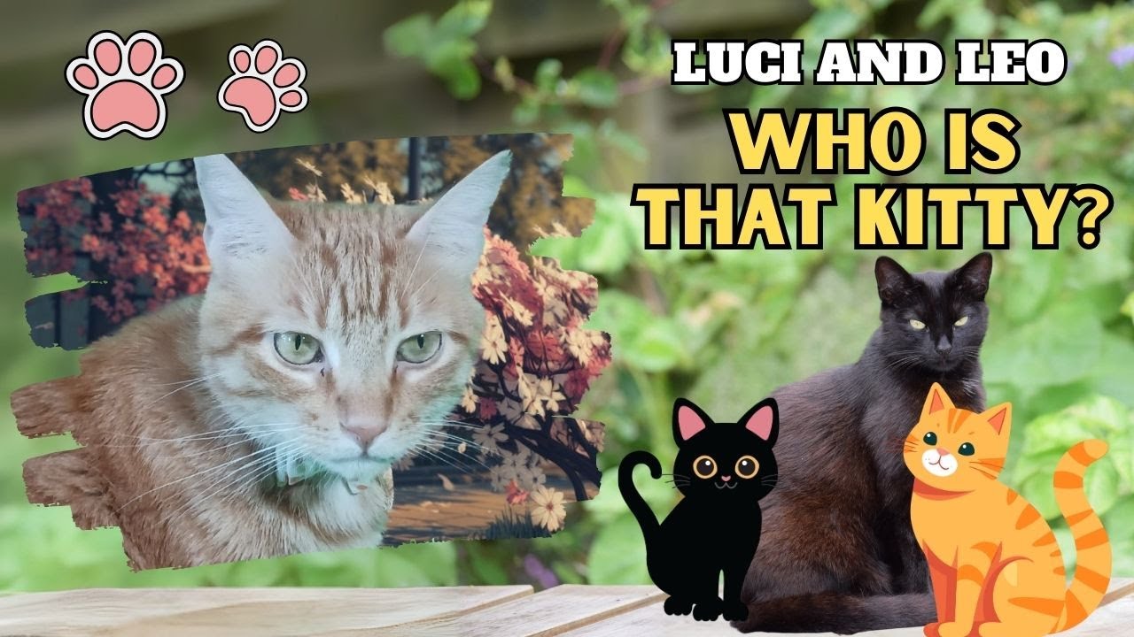 Luci and Leo Meet a Mysterious Stranger on Their Balcony - YouTube