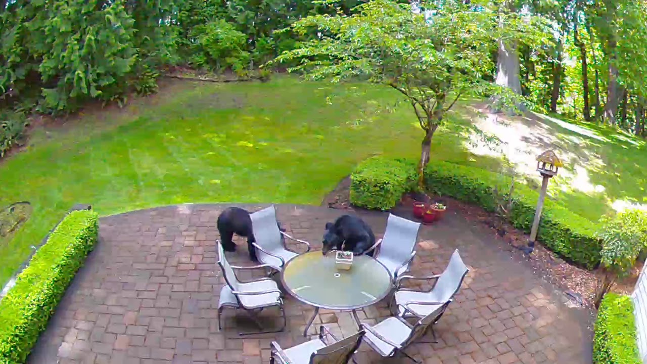 Backyard bears - YouTube