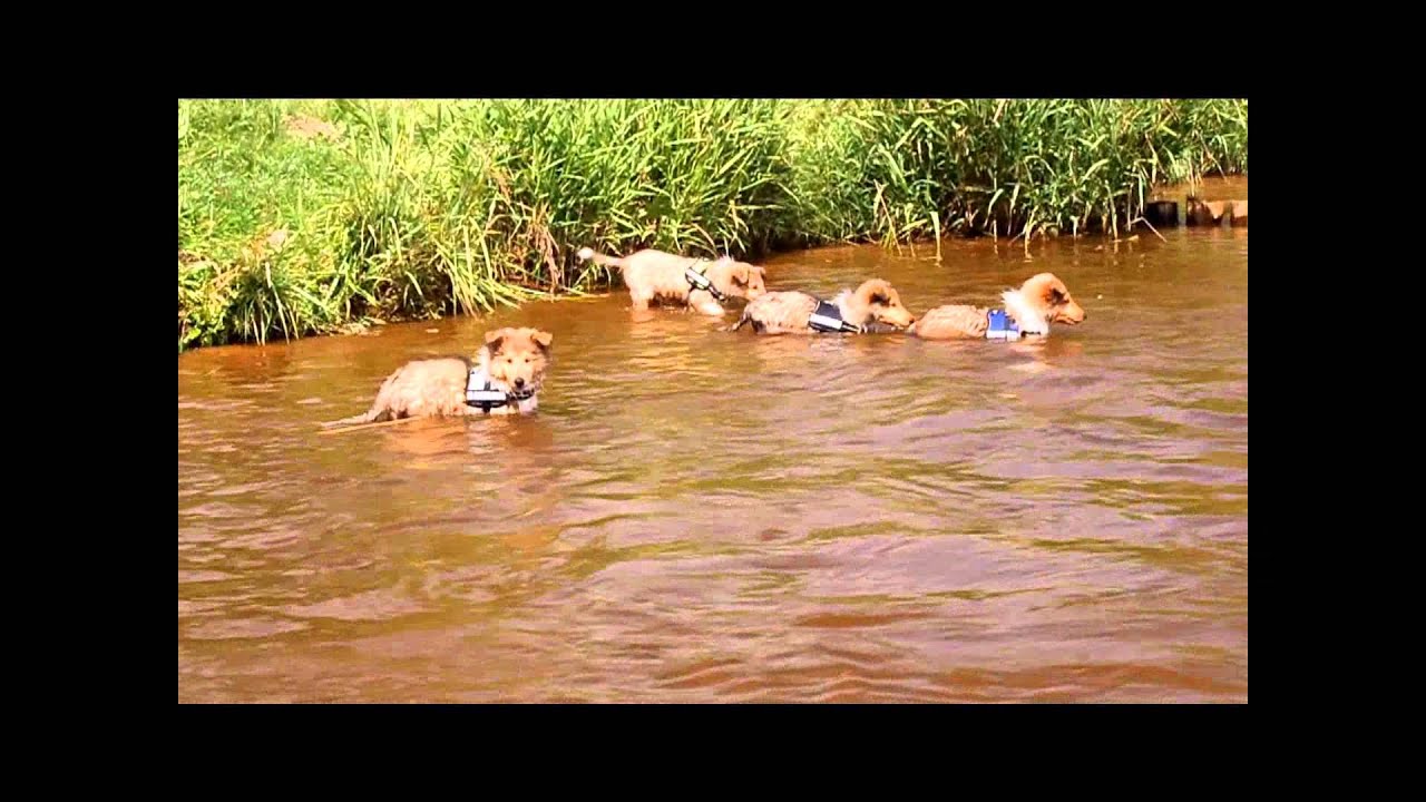 Collies of Locksley Castle Unsere Gs am See - YouTube