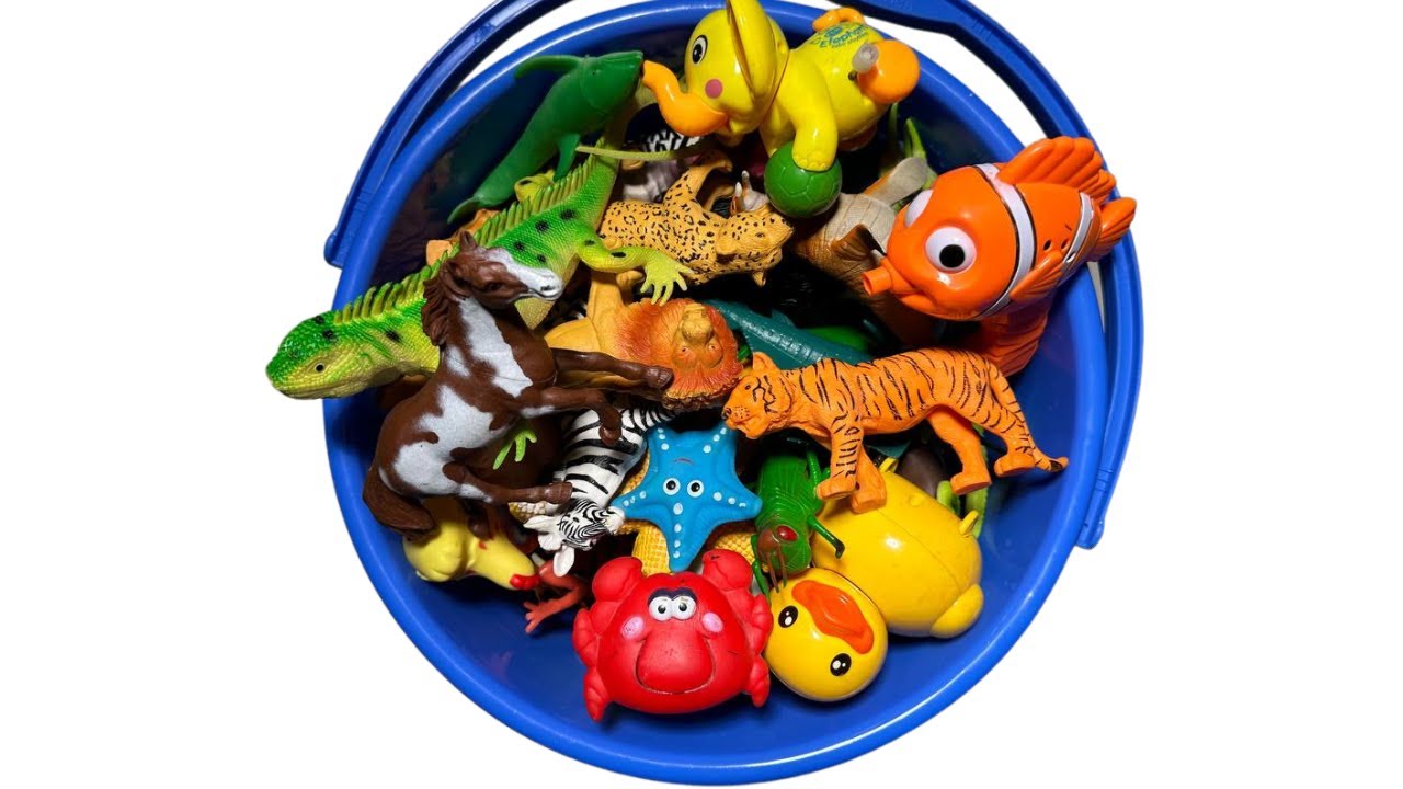 Learn Wild Animal Names and Sea Animal Names Educational Toys - YouTube