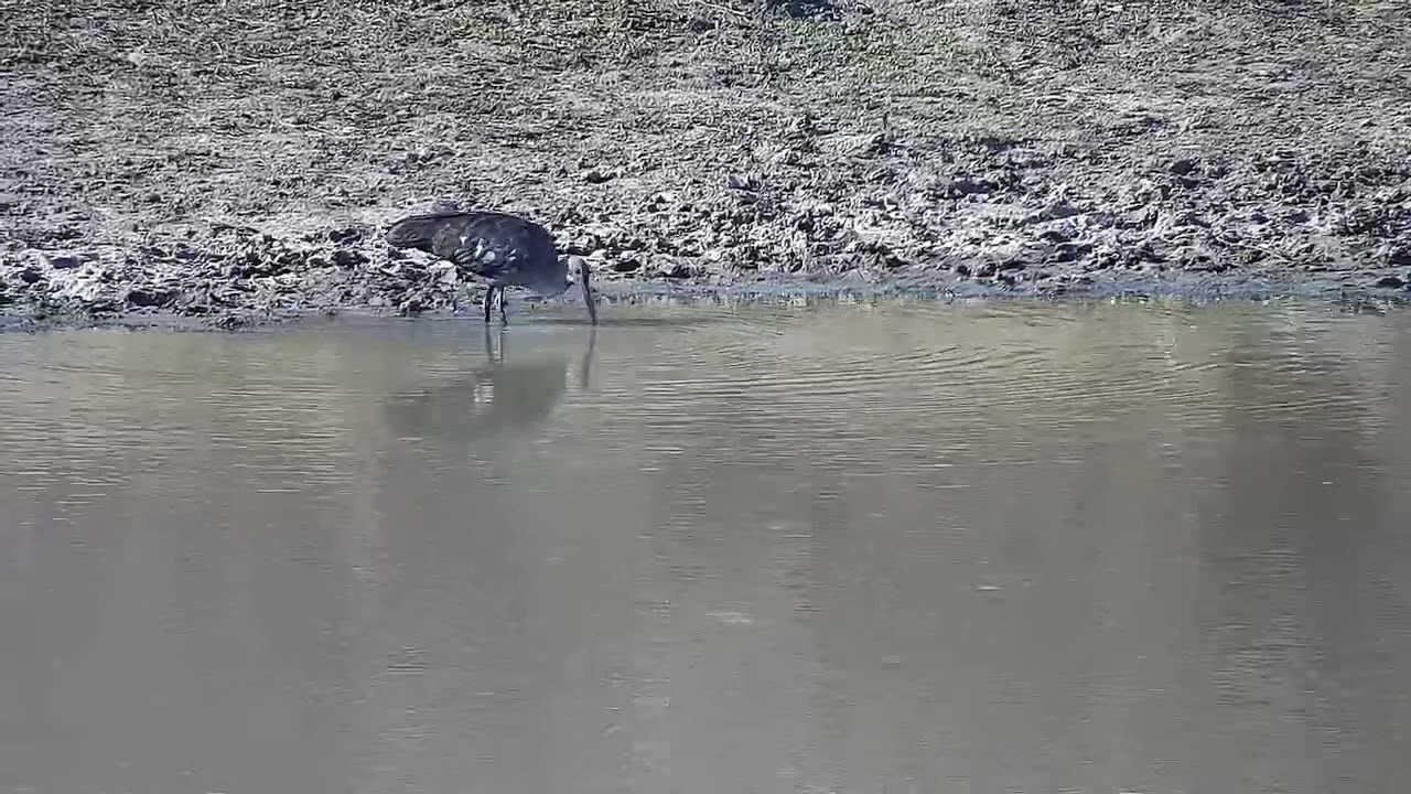 Djuma: Hadeda Ibis - 15:26 - 09/03/21 - YouTube