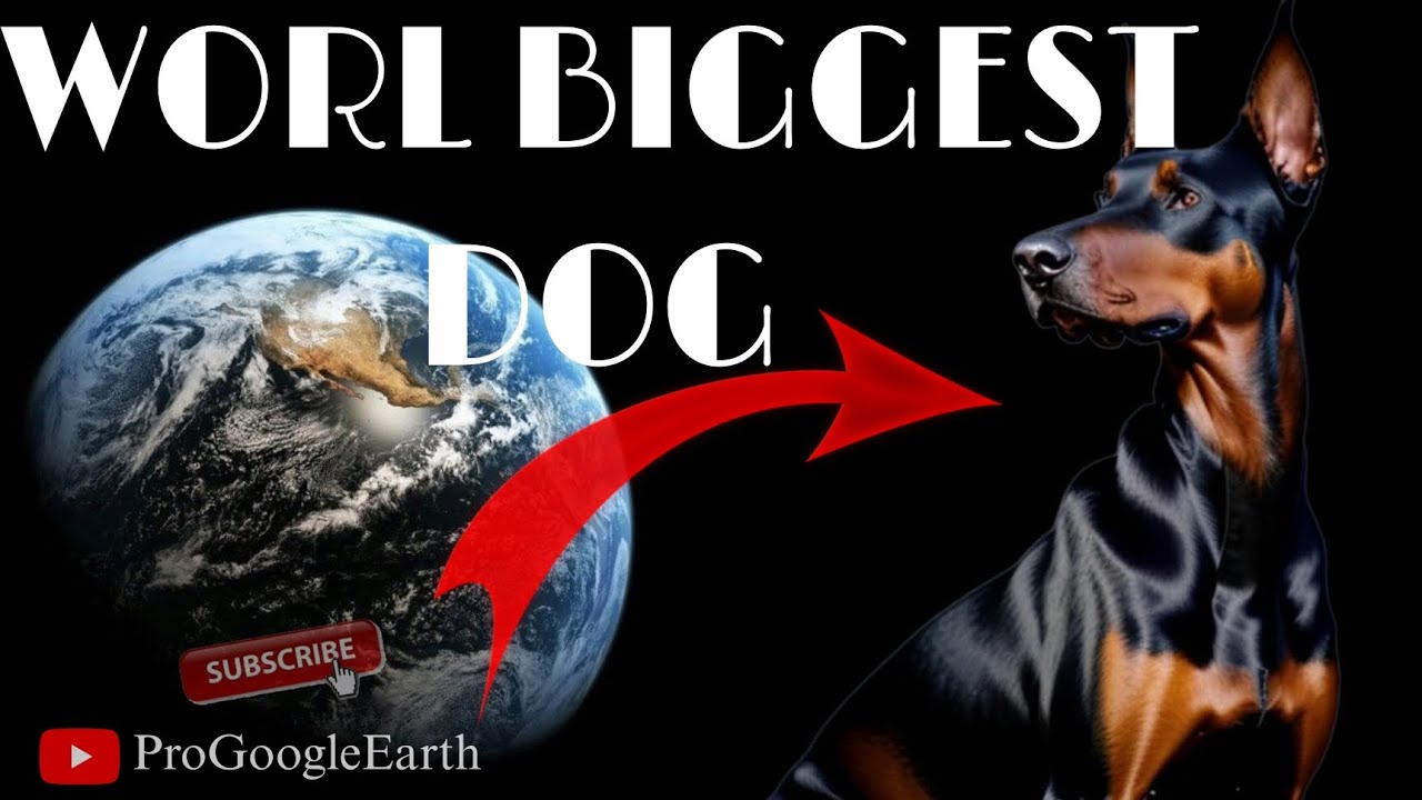 || GAINT WORLD BIGGEST DOG 😱🐶 || On Google Earth And Google Map #googleearth #progoogleearth # ...