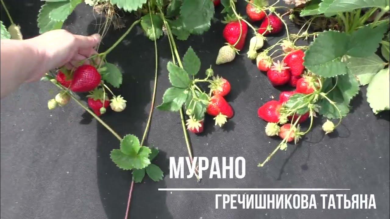 МУРАНО ремонтантный сорт клубники - YouTube