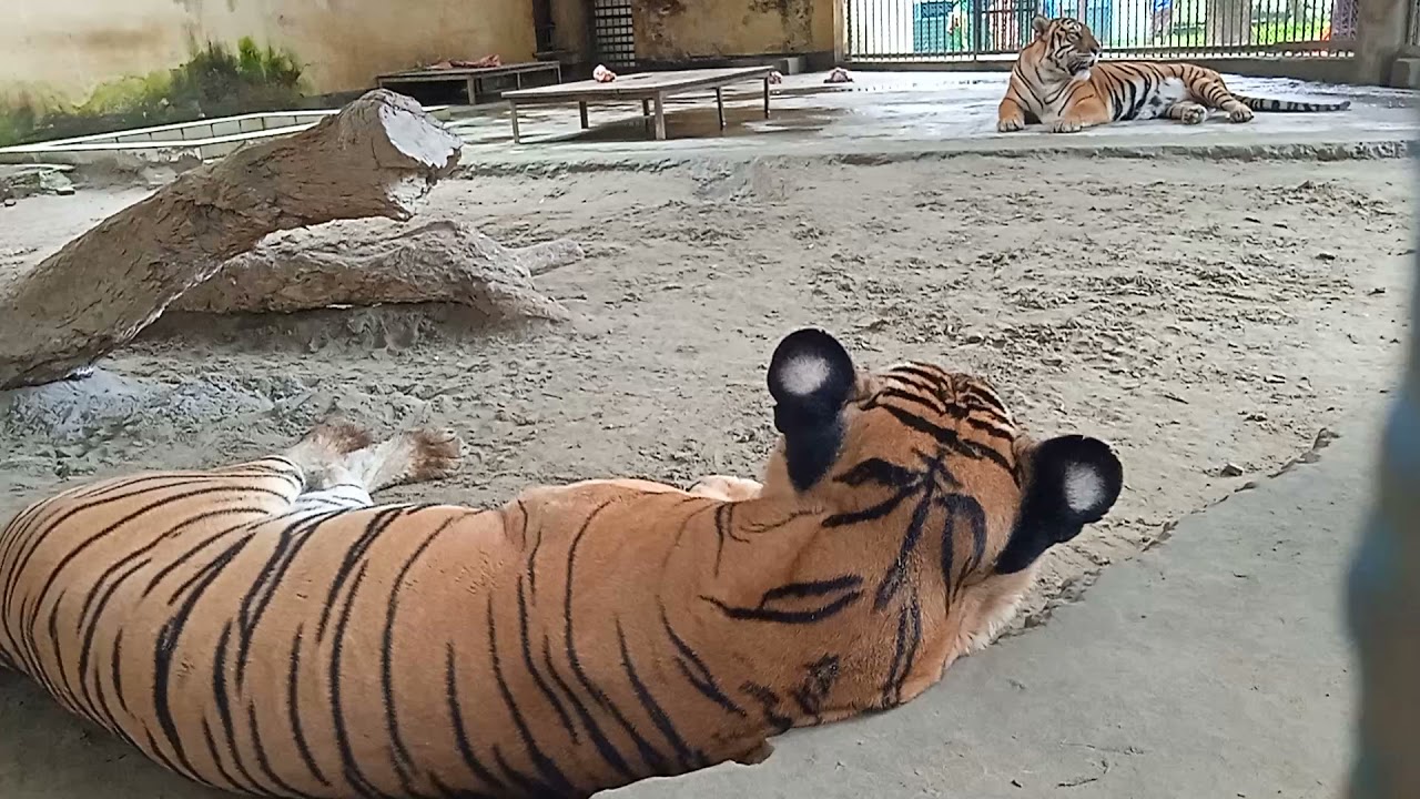 Tiger breathing is so fast and they are taking breathing from abdomen ...