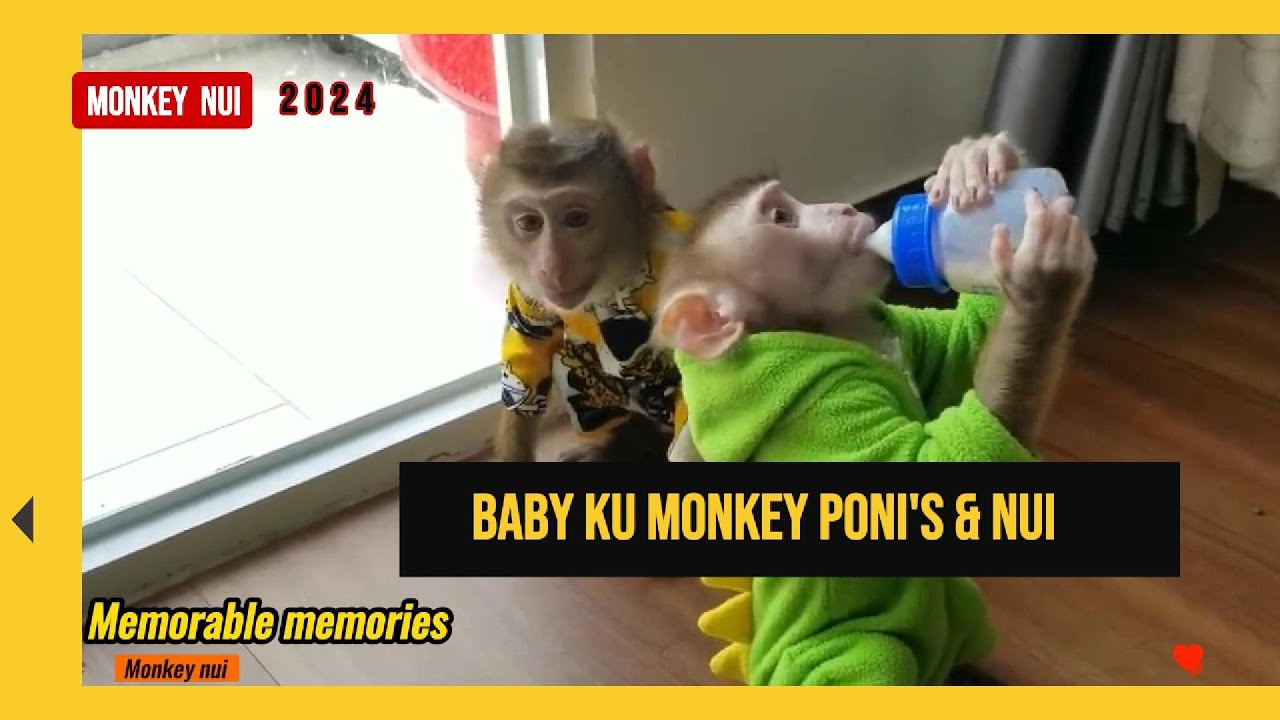 Two little monkeys Poni's & Nui got to go home to play after a long time apart. - YouTube