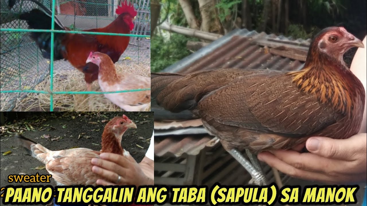 Paano tangalin ang taba o sapula sa babaeng manok? - YouTube