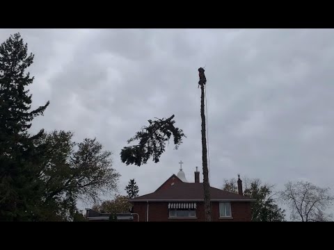 80 Foot Pine Tree Removal, Down Like A Wet Noodle. - YouTube
