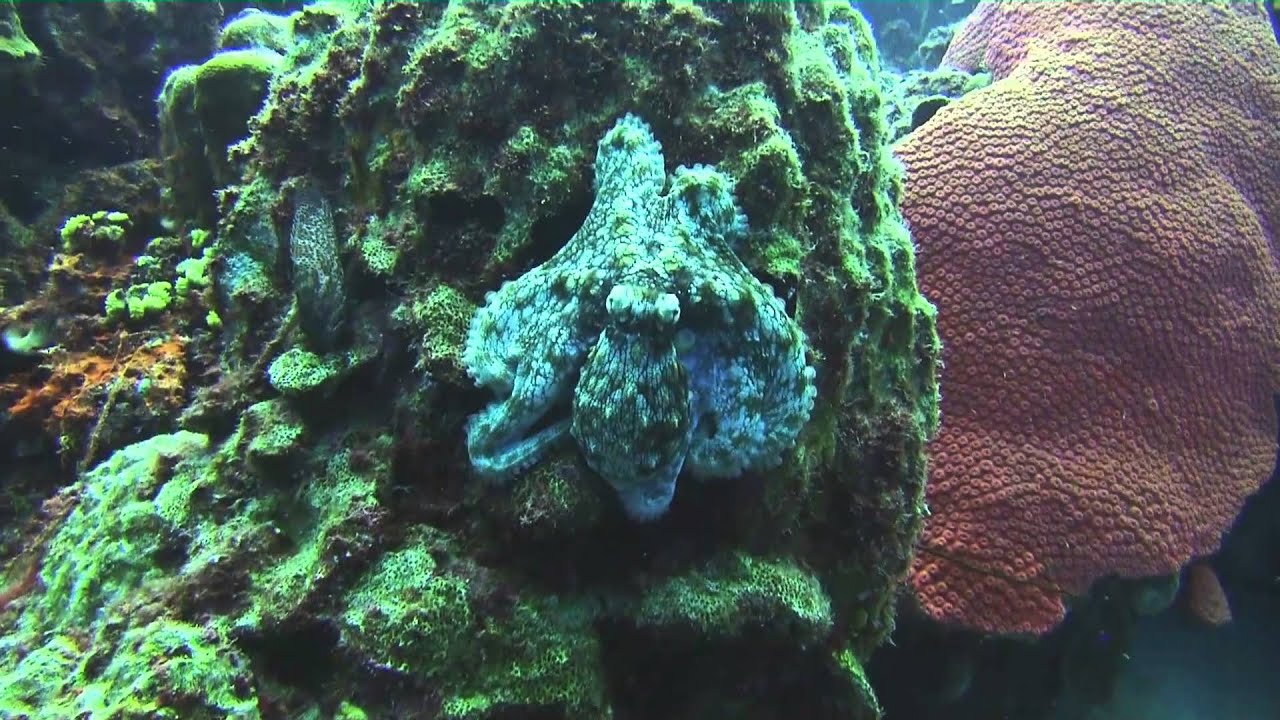octopus Bonaire, diving at yellow sub - YouTube