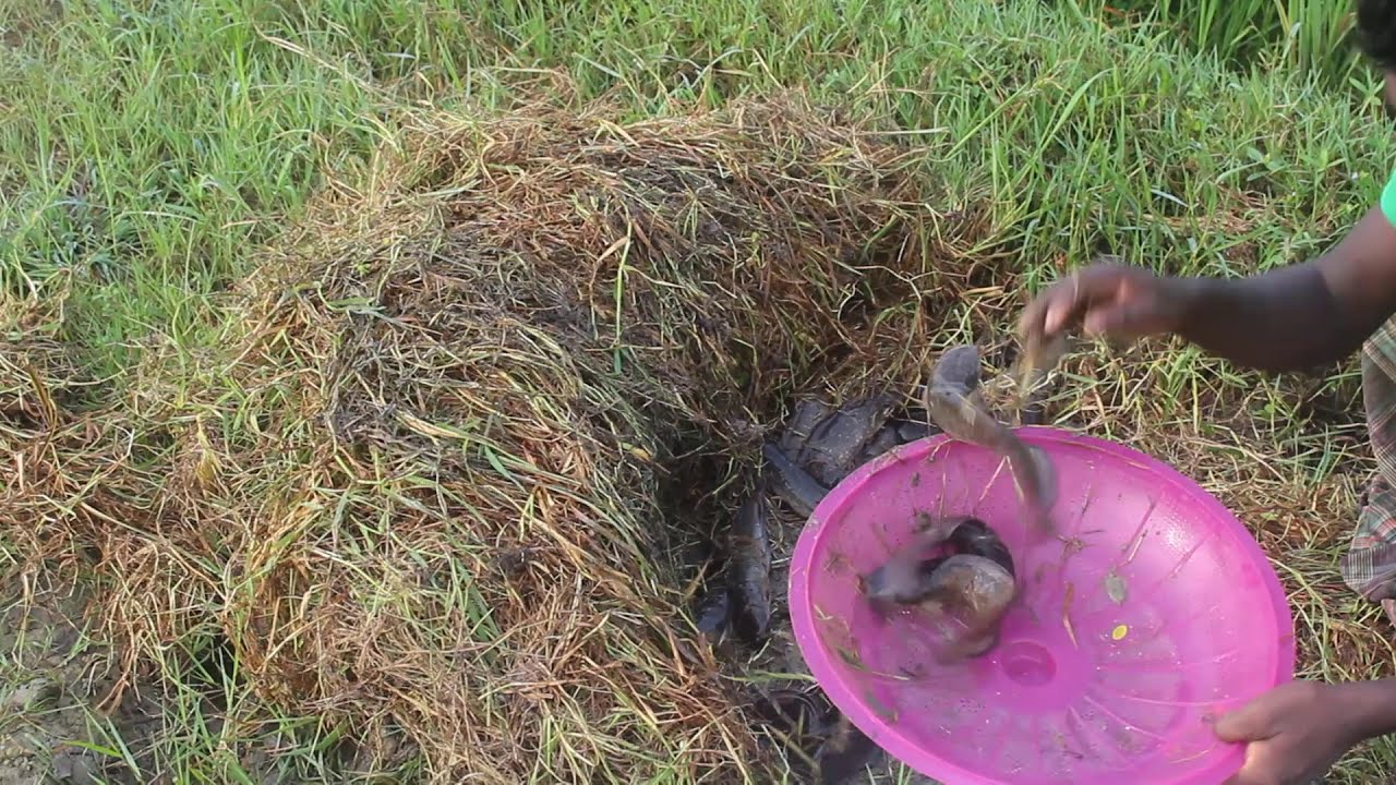 Amazing Fishing by 10000 MENTOS and COCA-COLA - YouTube