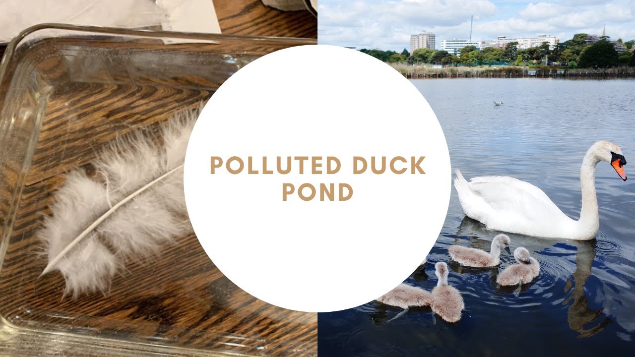 Polluted Duck Pond Experiment - YouTube