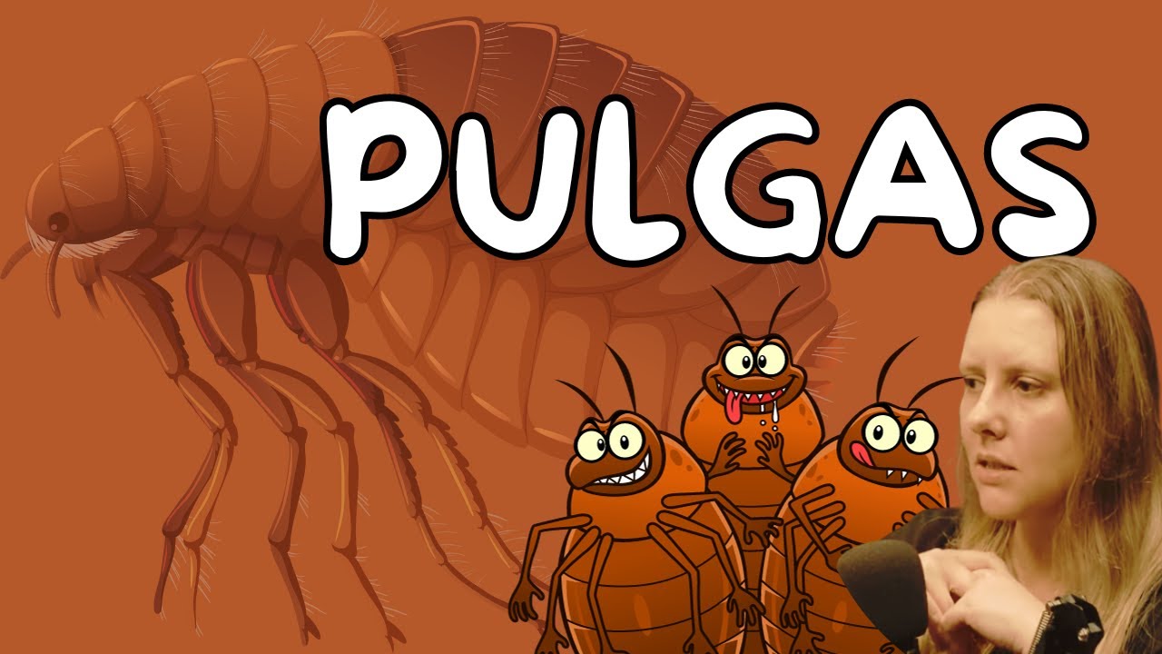 🐶TUDO SOBRE PULGAS! COMO ACABAR COM AS PULGAS DO MEU CACHORRO! CICLO DE ...