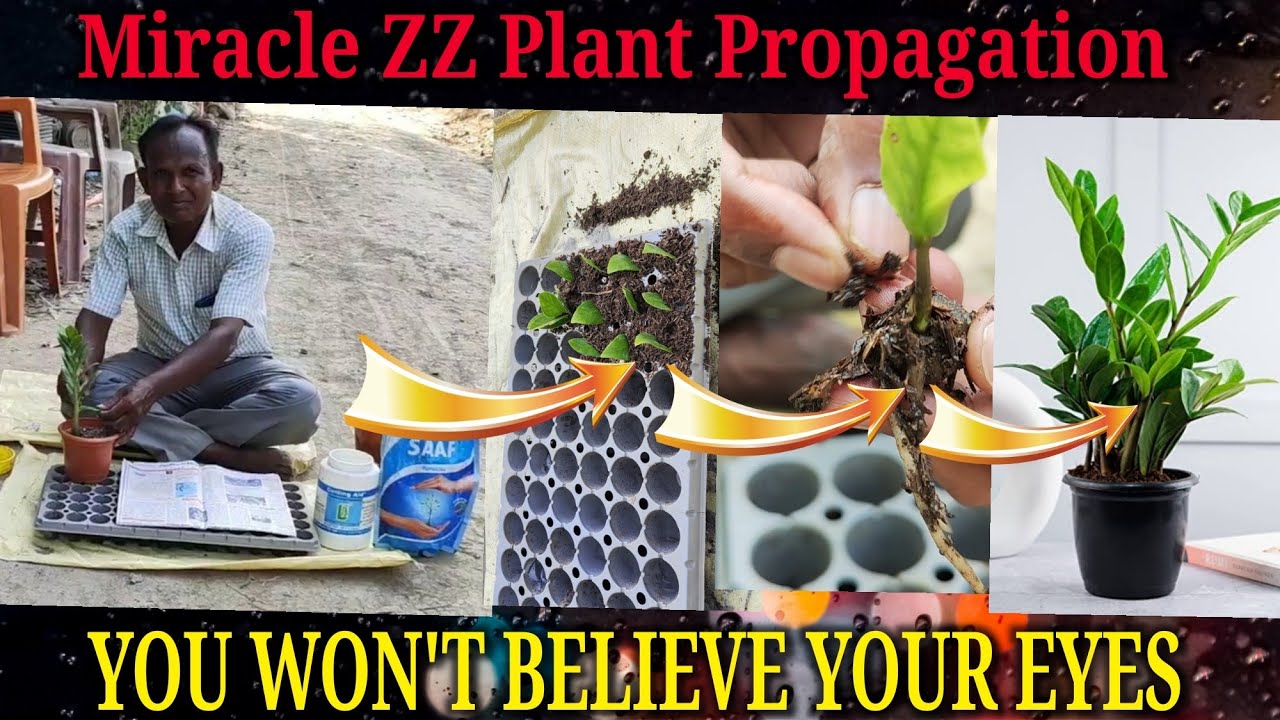 Miracle Propagation of ZZ plant at Home through its Leaves. Watch the ...