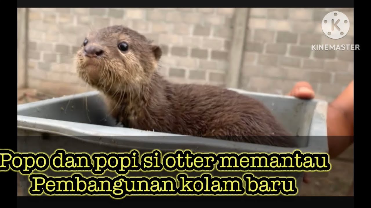 Popo dan popi si otter lagi mantau pembangunan kolam utk bermain - YouTube