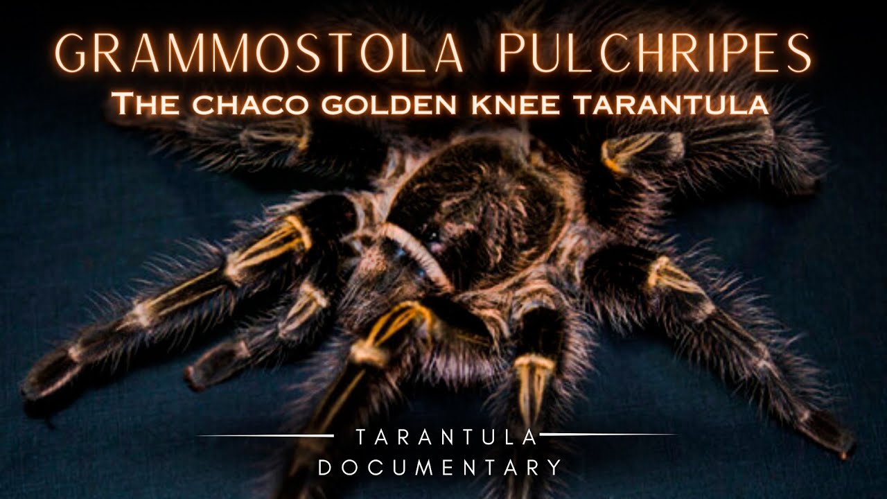 Chaco Golden Knee Tarantula: A Grammostola pulchripes Documentary ...