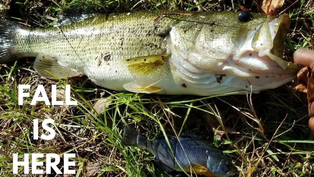 Fall Fishing Techniques To Catch Followers ! (Using Swimbaits) - YouTube