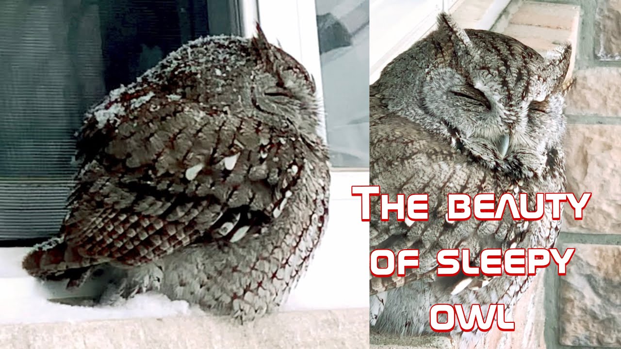 The beauty of baby sleepy owl outside the window #owl #bird #wildlife # ...