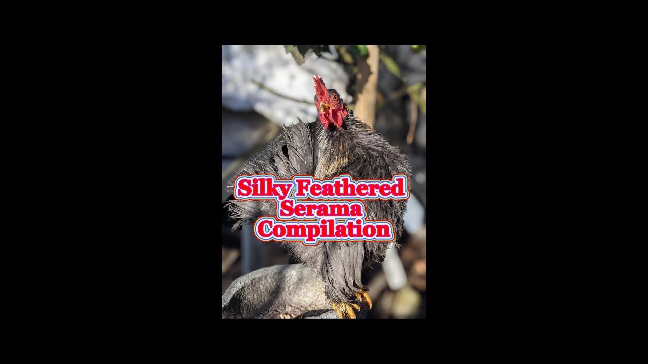 Silky Feathered Seramas Compilation | Silky Feather Chickens #serama # ...