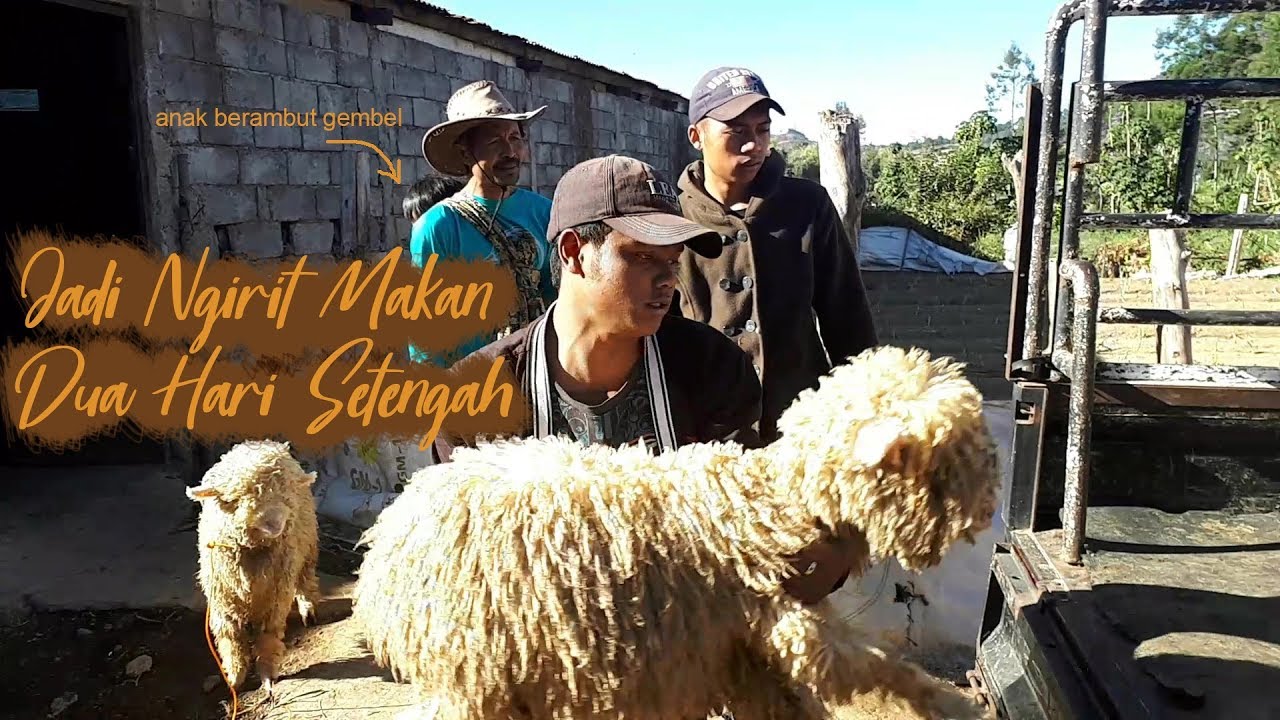 Keluarga yang nolong Pas di Dieng Ikut Kontes Domba Batur DCF 2019 ...