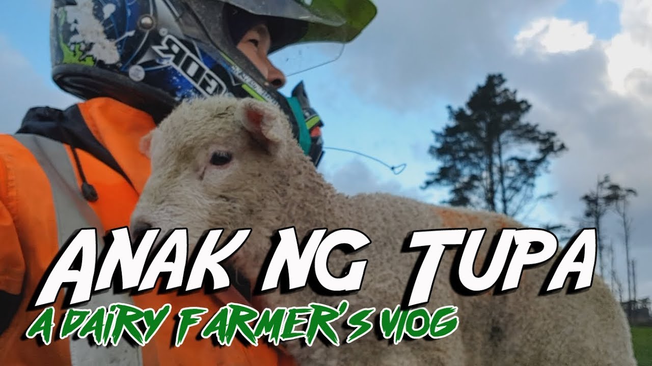PAANO MAGPAANAK NG BAKA | ANAK NG TUPA - YouTube