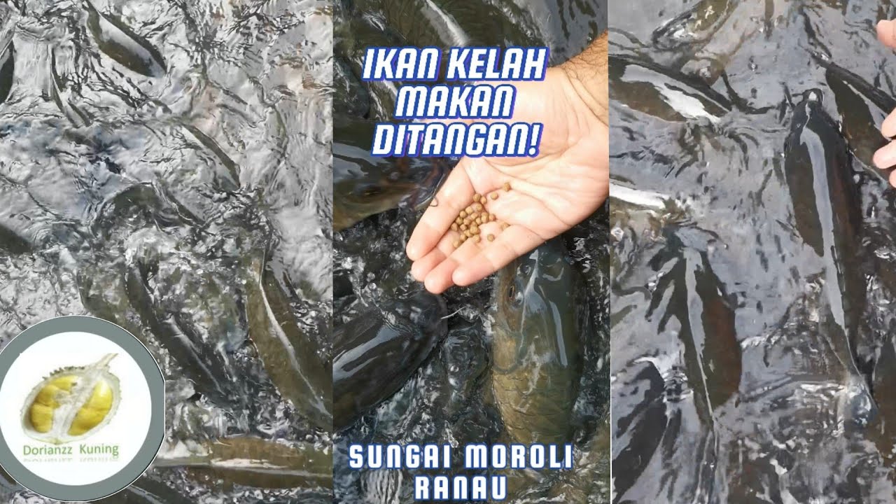 Ikan Kelah makan di tangan, FISH SPA - YouTube