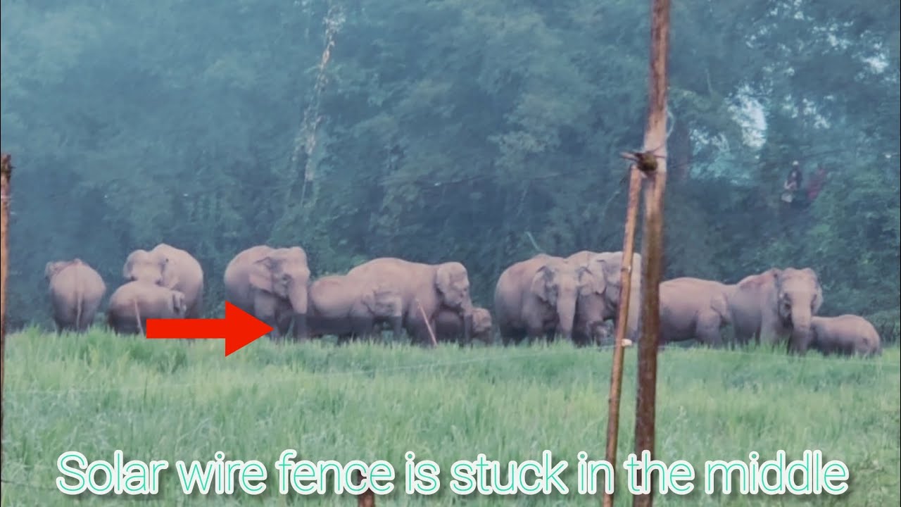 Wild elephants trapped in solar fencing. Morangi Golaghat Assam. - YouTube