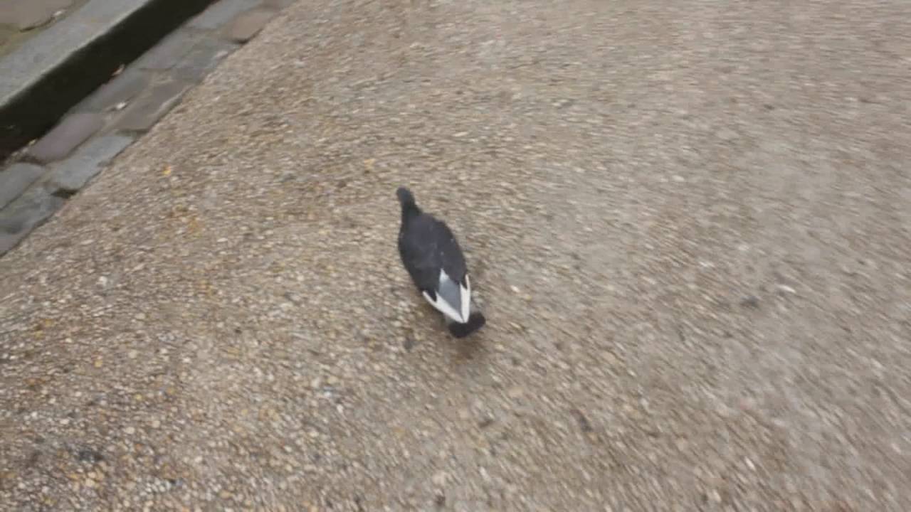 Thug Pigeon - YouTube