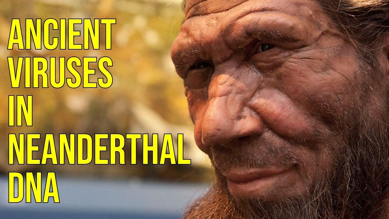 Ancient Viruses in Neanderthal DNA #anthropology #history #prehistoric ...