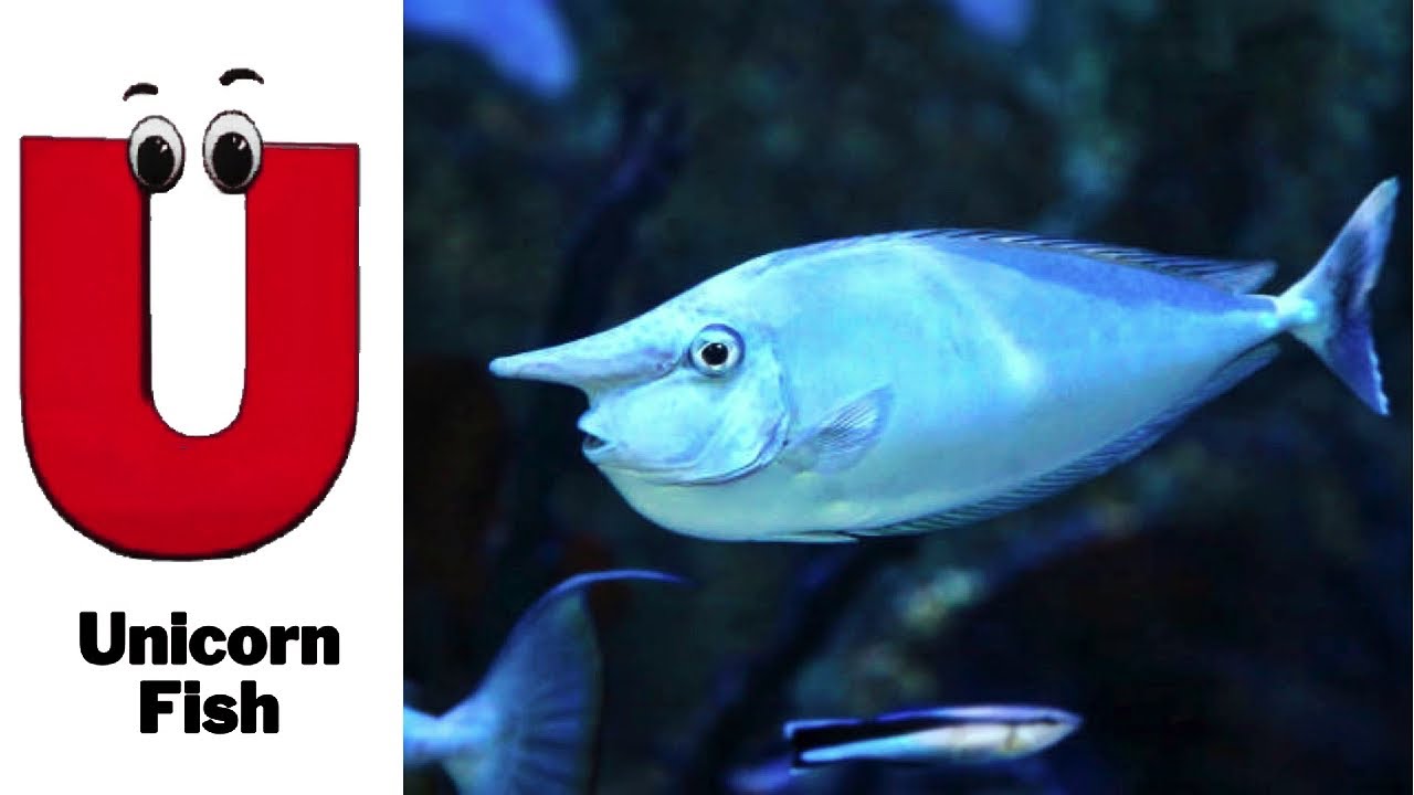 ABC - Alphabet Song - ABC Song - Collection - 2024 #643 - YouTube