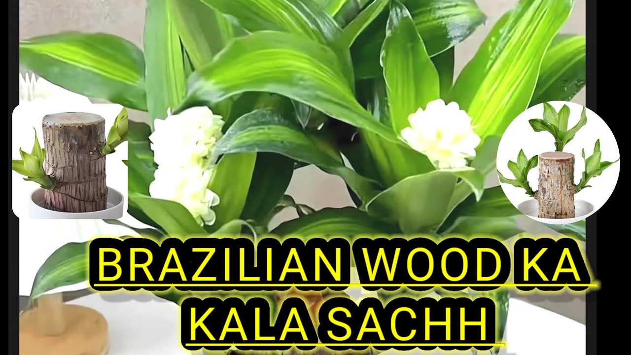 Brazilian wood kya sahi or kya galat // lucky wood // kala sachh ...
