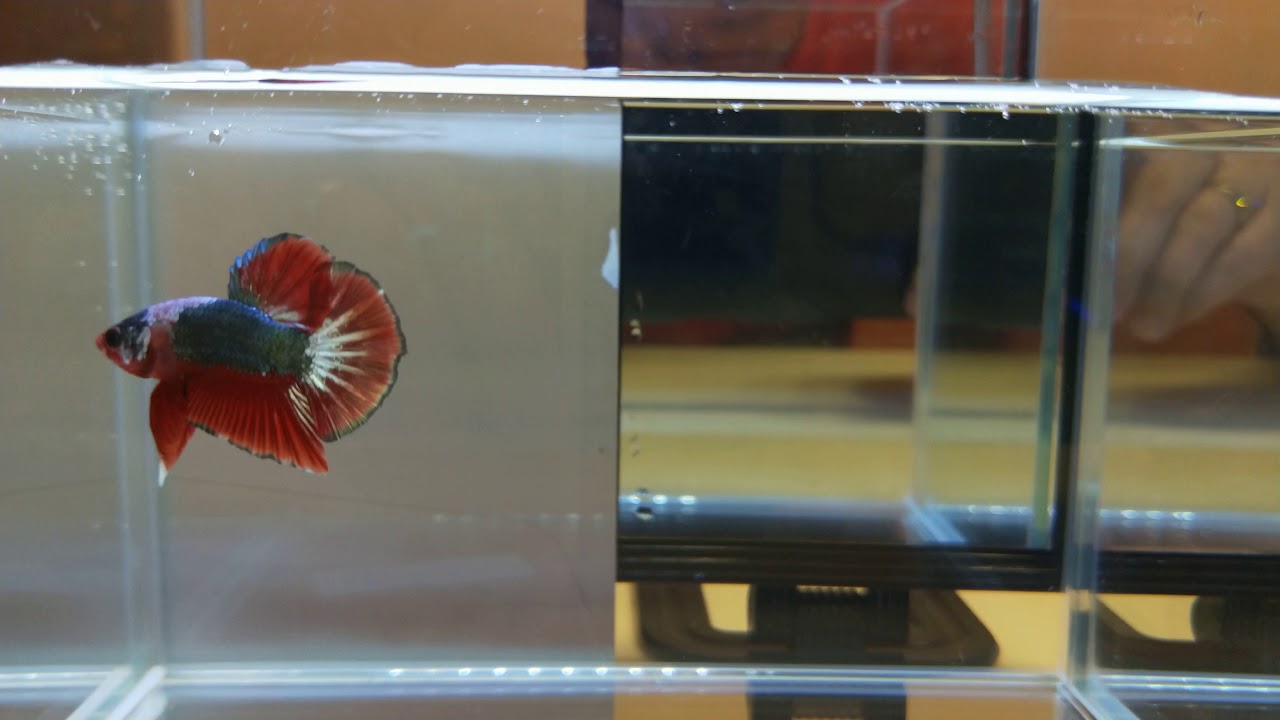 Red Base Copper Fancy HMPK - YouTube