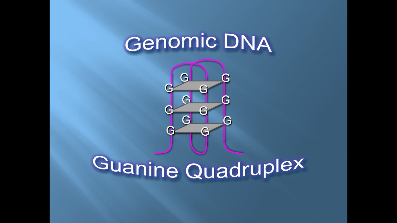 Genomic DNA Guanine Quadruplex | Knowledge & Info | illustrated ...