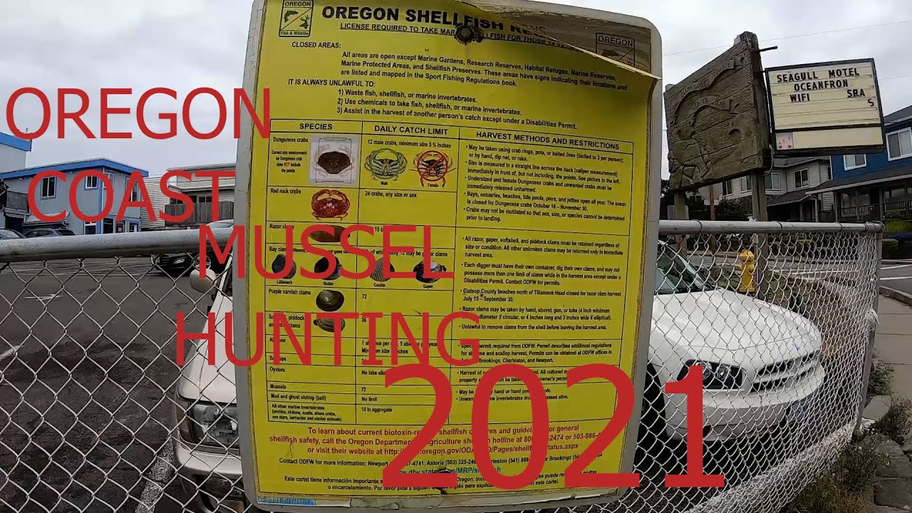 Oregon coast mussel harvesting - YouTube