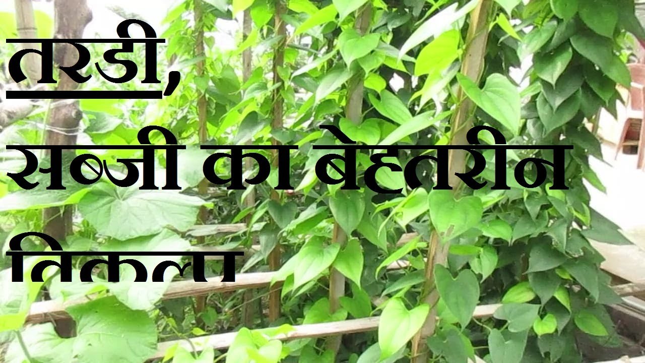 BEST ORGANIC VEGETABLE Dioscorea alata_TARDI, GATHORA...... ( Part-l ...