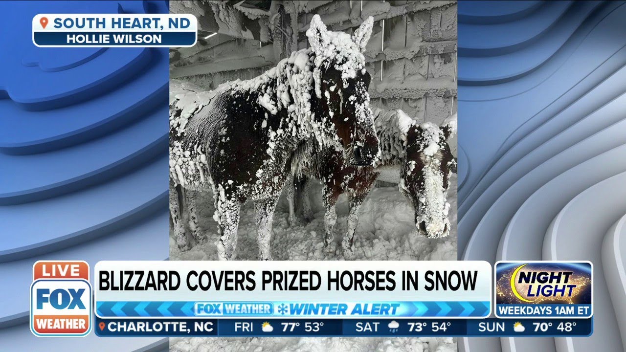 Prized Horses Find Safety After Being Trapped In Barn During Blizzard ...