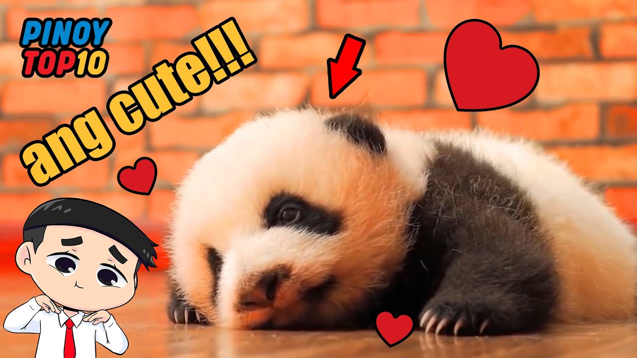 Top 10 Pinaka-cute na Baby na Hayop - Pinoy Top 10 | Grabe! - YouTube