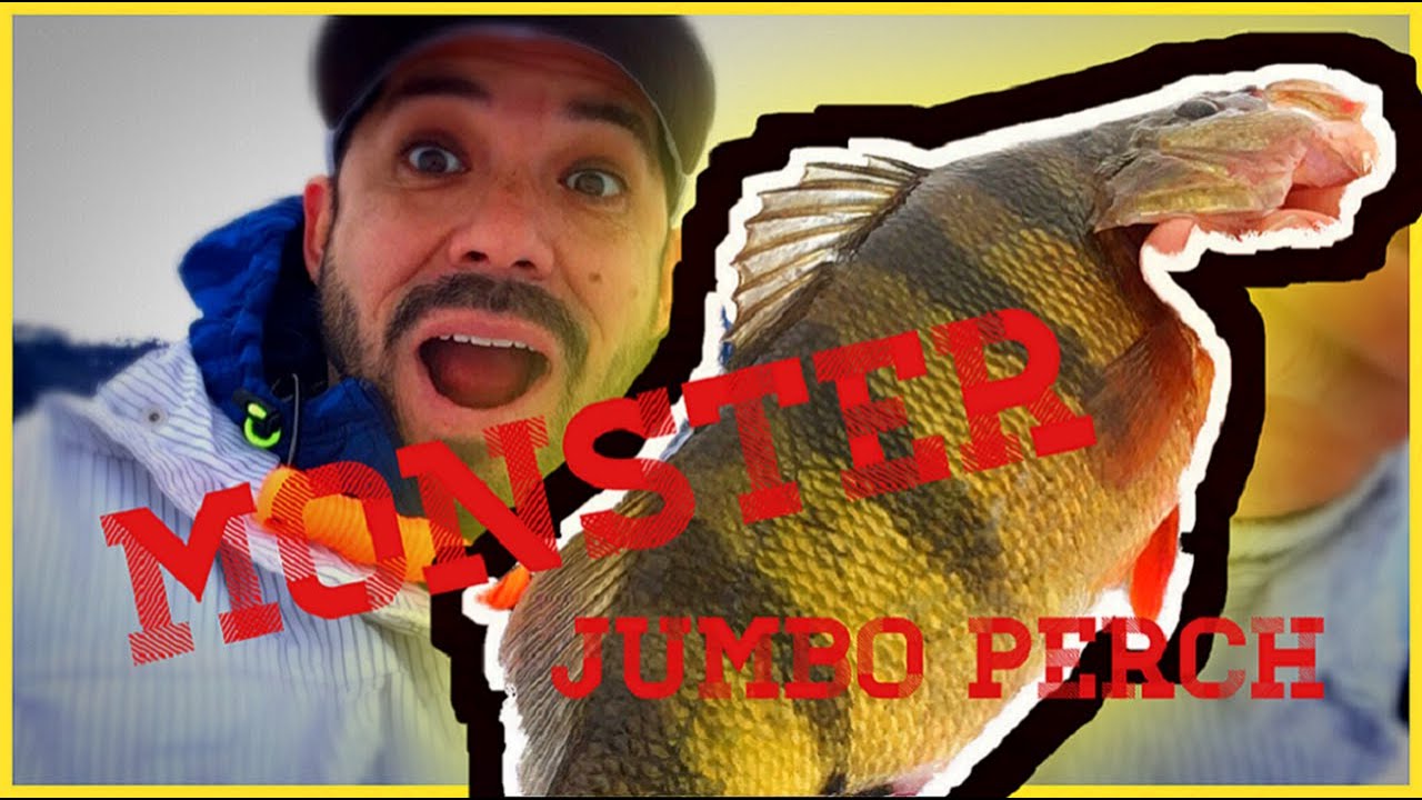 Cascade Lake MONSTER Jumbo Perch - YouTube
