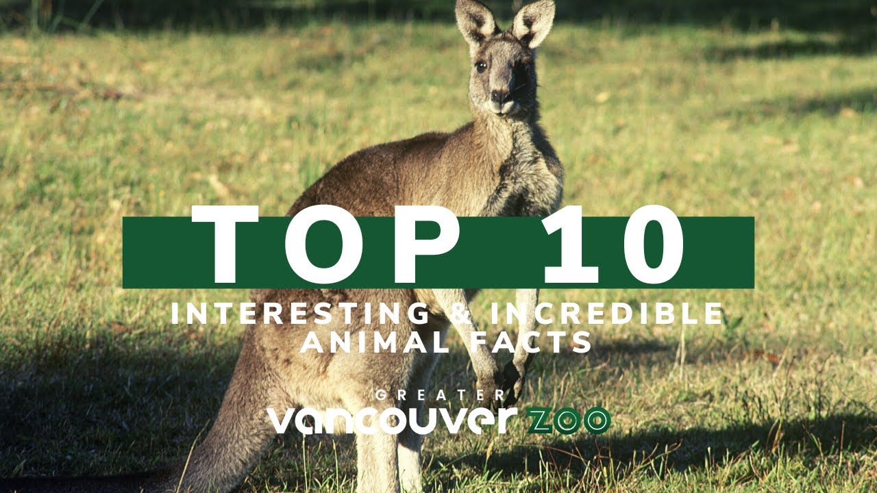 Kangaroo Facts! Top Ten Interesting & Incredible Facts About Kangaroos ...