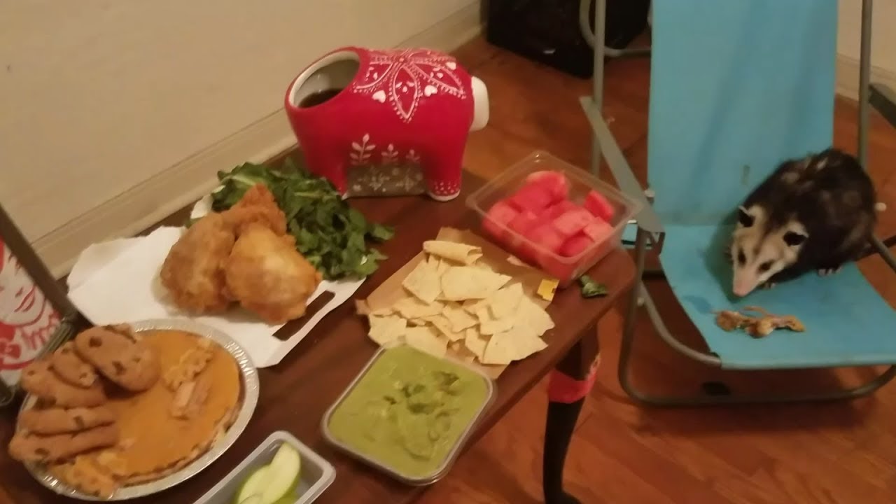 Possum Feast - YouTube