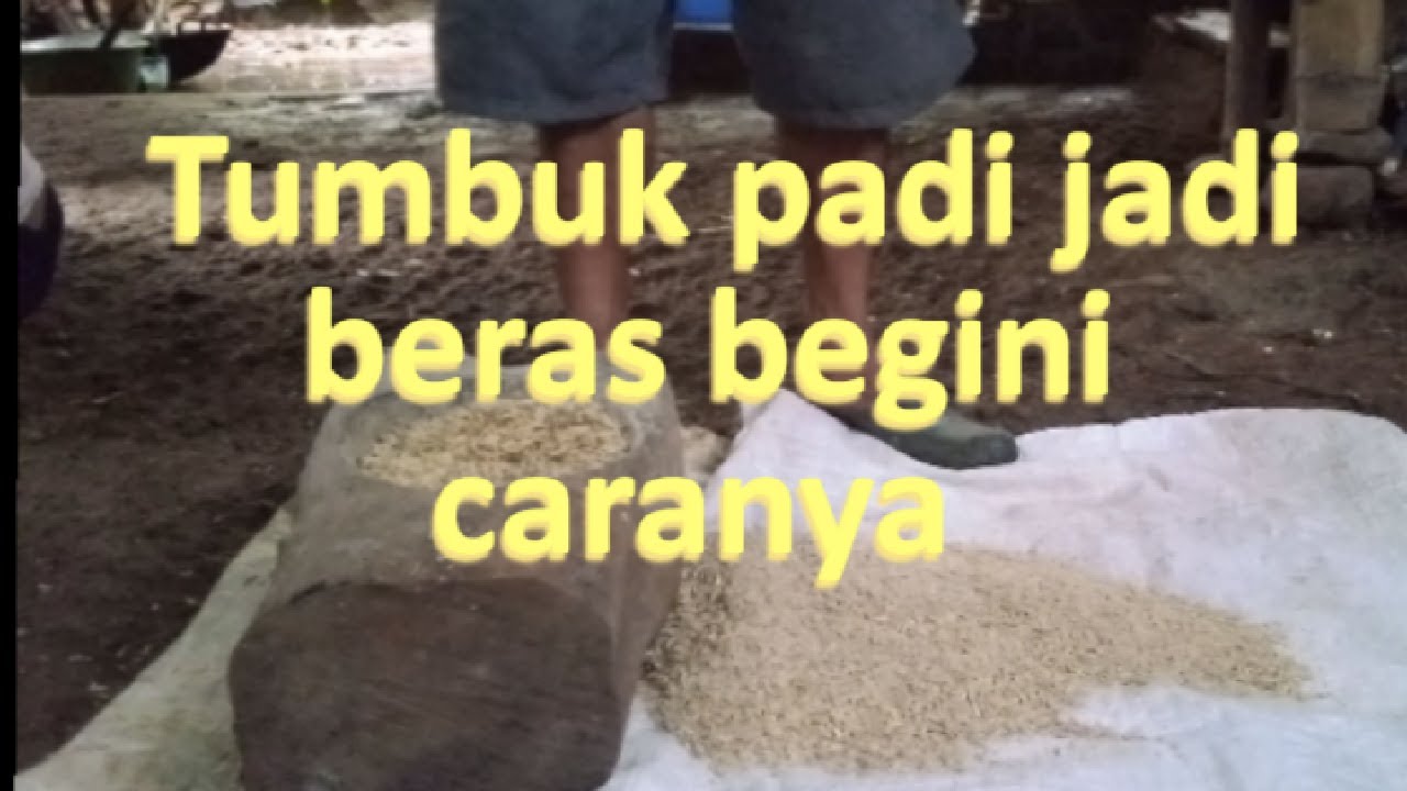 Tumbuk padi jadi beras - YouTube