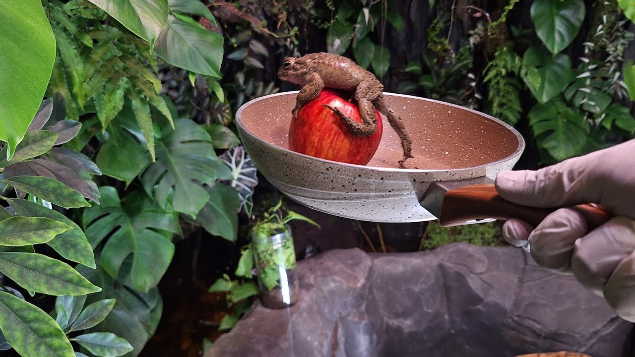 Feeding Time in the Vivarium: Gourmet Meals for Exotic Creatures! - YouTube