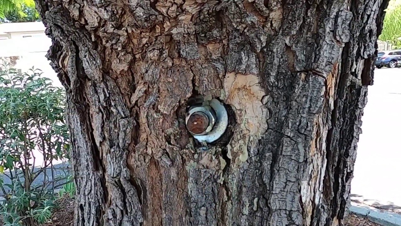 Worst Trees to Trim - YouTube
