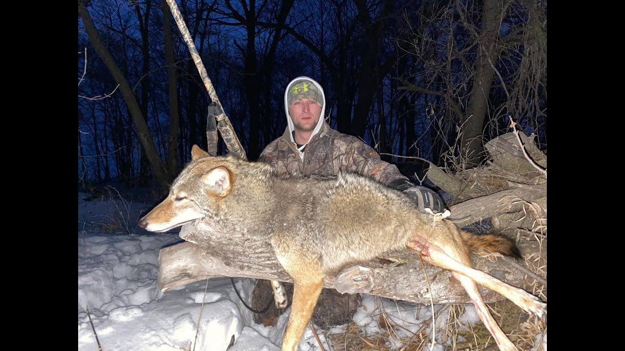 Night Time COYOTE Hunting TIPS - Shots Fired - YouTube