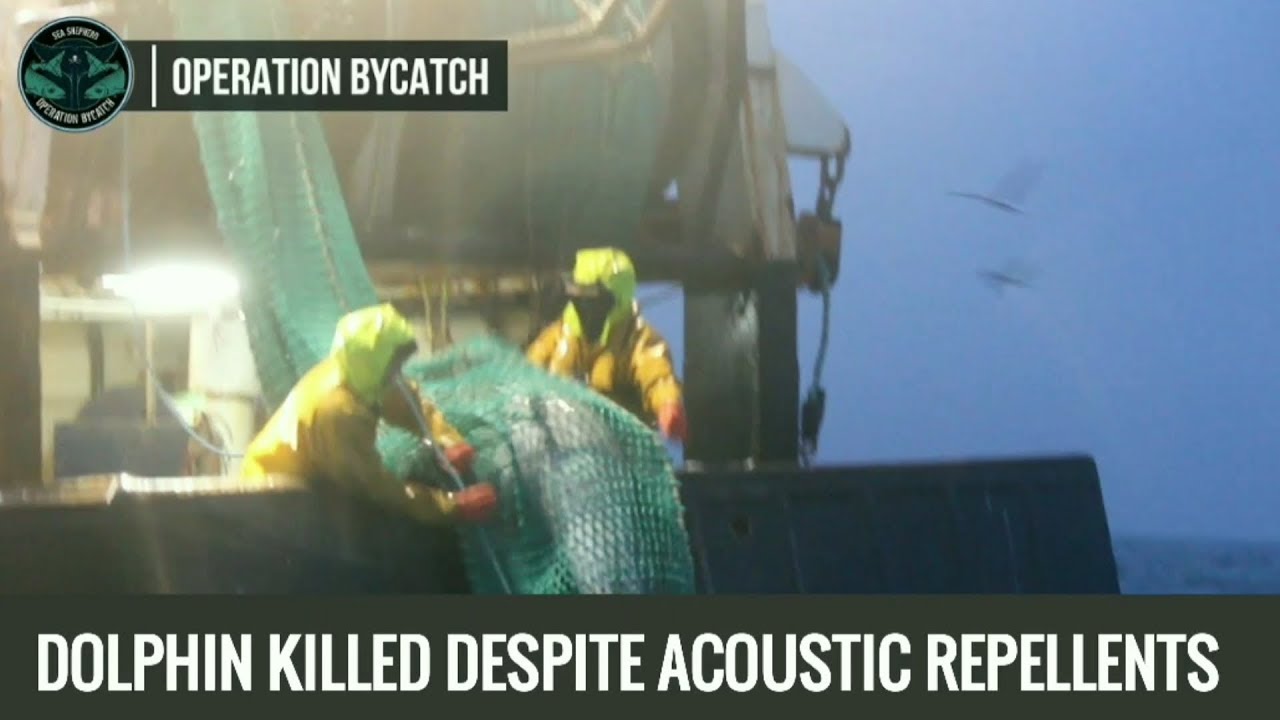 Operation Dolphin Bycatch | Dolphin killed despite acoustic repellents ...