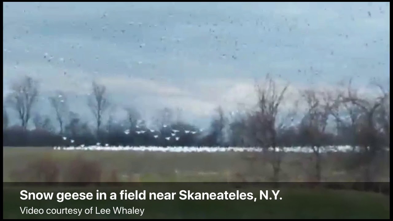 Snow geese feeding in a field in Upstate New York - YouTube